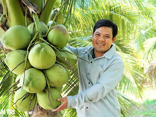 Overview of the Food Value Chain of Ben Tre | Agribusiness Japan Desk